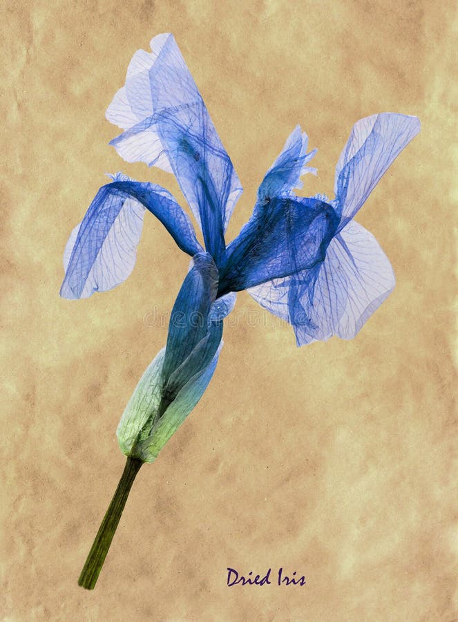 Iris in herbarium stock image. Image of autumn, nature - 133374785