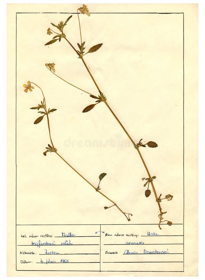 Herbarium sheet - 8/30 stock image. Image of drug, medicine - 24050293