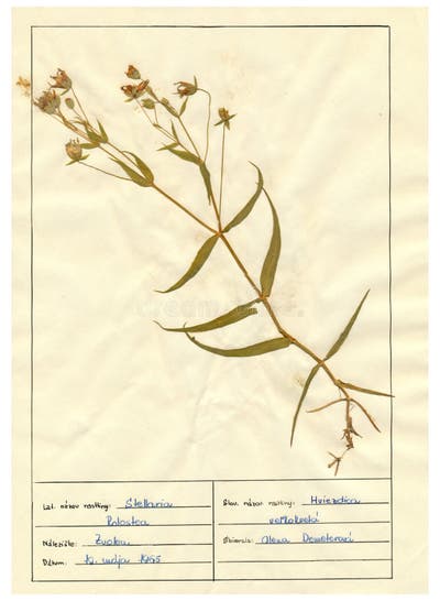 Herbarium sheet - 5/30 stock image. Image of health, herb - 24050251