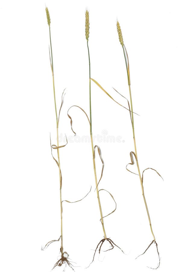 Herbarium. Three Stalks of Wheat on White. Stock Image - Image of ...