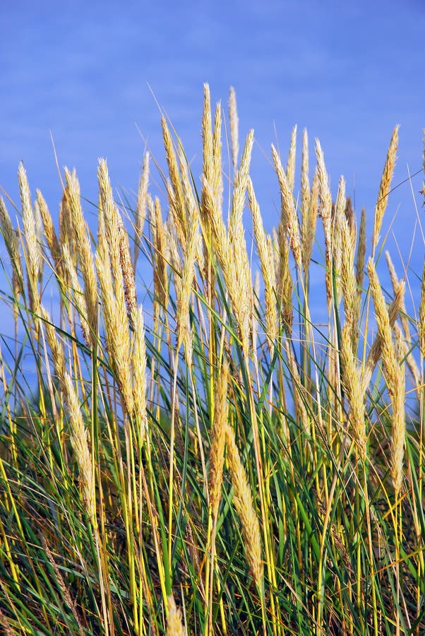 Herbe grande photo stock. Image du vent, herbe, ornemental - 7004022