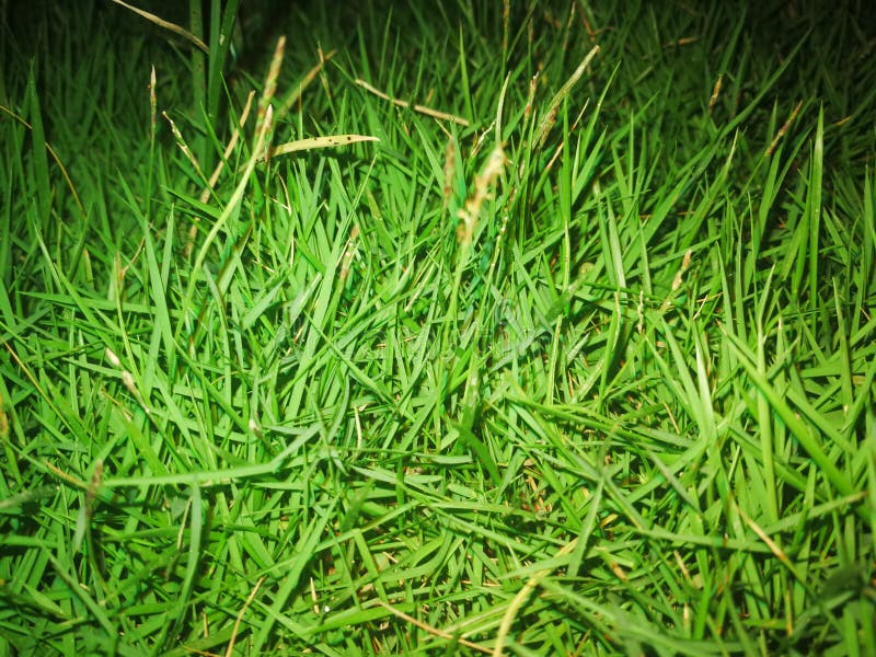 Herbe 1 Image. Image: 16380132