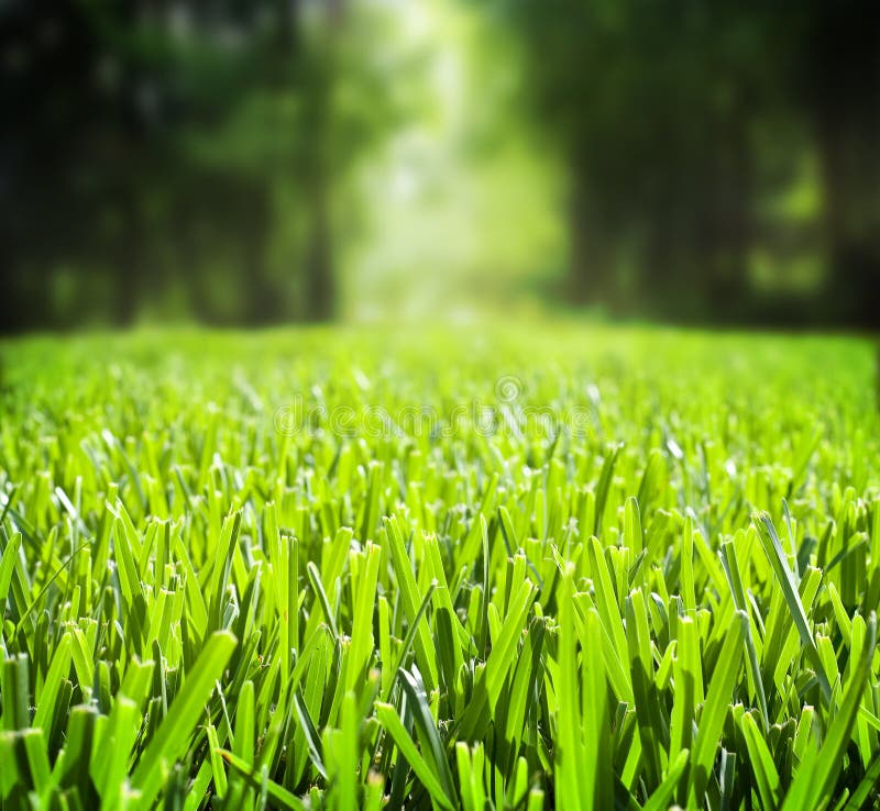 Herbe photo stock. Image du herbe, lames, vert, perspective - 15914932
