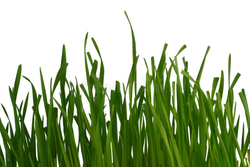 Herbe photo stock. Image du rural, pré, été, environnement - 3619778