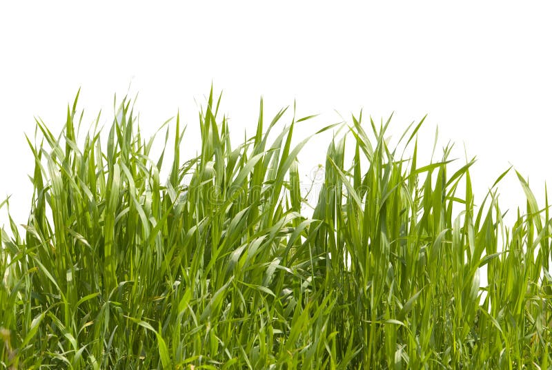 Herbe photo stock. Image du côte, pelucheux, lifestyles - 5282560