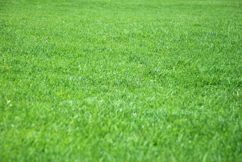 7,336,556 Herbe Photos libres de droits et gratuites de Dreamstime