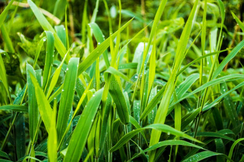 Herbe 1 Image. Image: 16380132