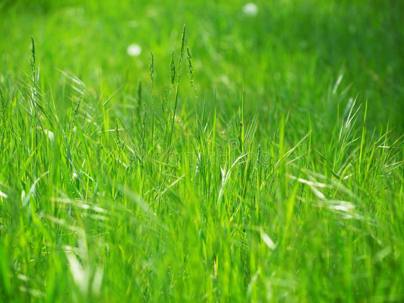 Herbe photo stock. Image du gazon, tranquille, abondant - 3619778