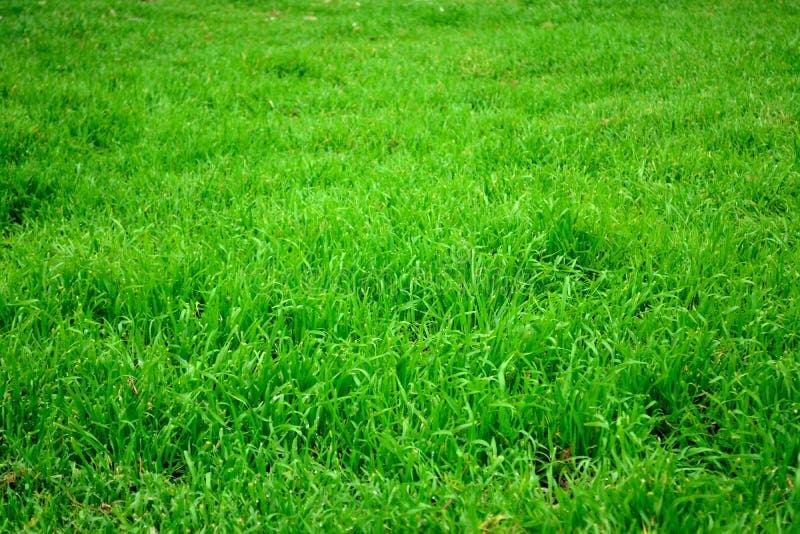 Herbe 1 Image. Image: 16380132