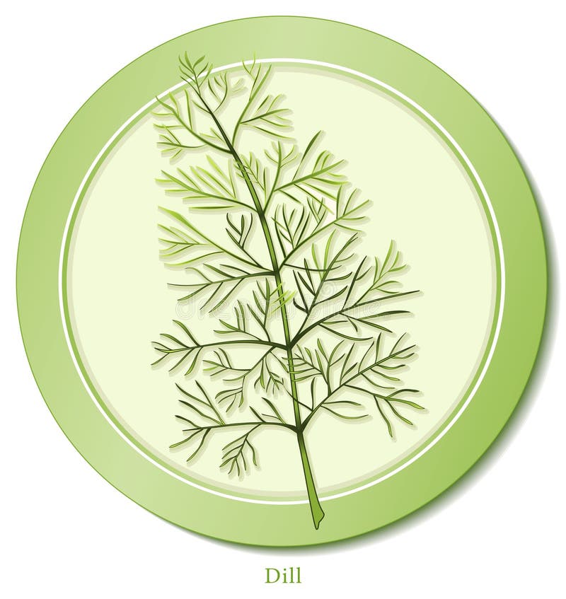 Mauvaise herbe d'aneth illustration de vecteur. Illustration du lame ...
