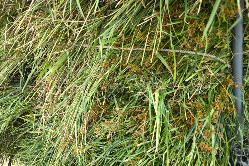 Fourrage photo stock. Image du fourrage, foin, zone, orge - 45473720