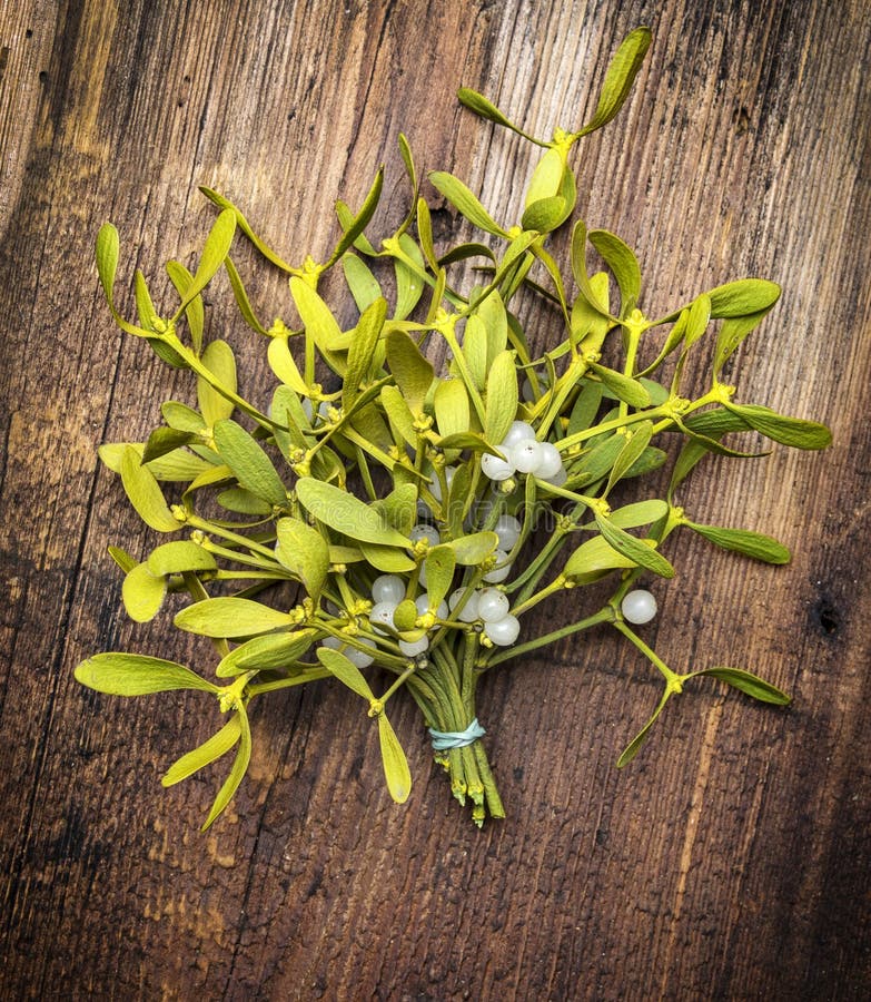 Branche de gui photo stock. Image du lame, frais, brindille - 38083928