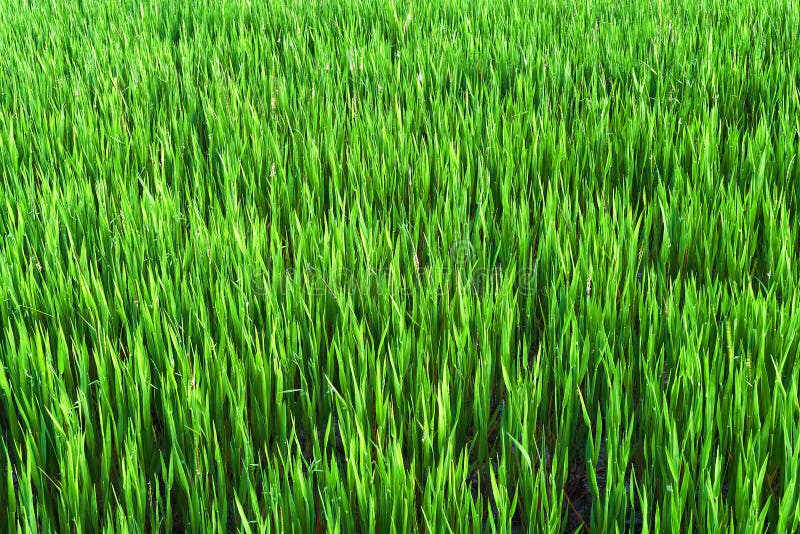 Herbe grande image stock. Image du lumineux, été, nature - 54347565