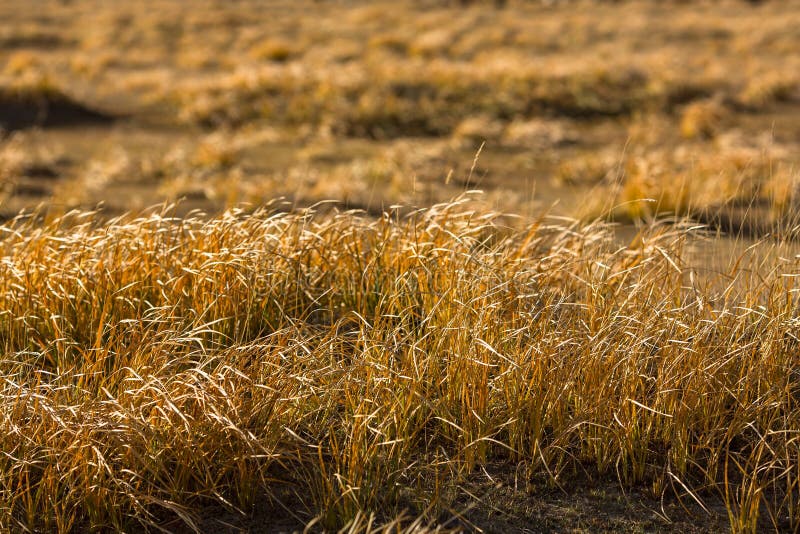 Herbe Jaune D'or Dans La Steppe Mongole En Mongolie Occidentale Automne ...