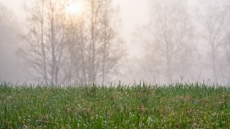 Herbe Moite, Arbres De Silhouette De Lever De Soleil Image stock ...