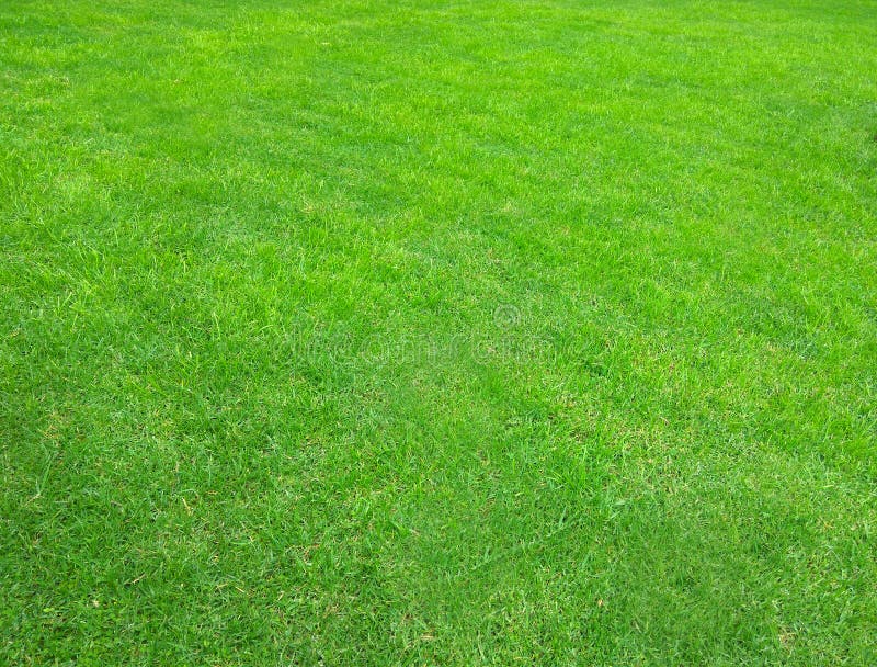 Herbe Pelouse Belle Texture Verte Image stock - Image du texture, fond ...