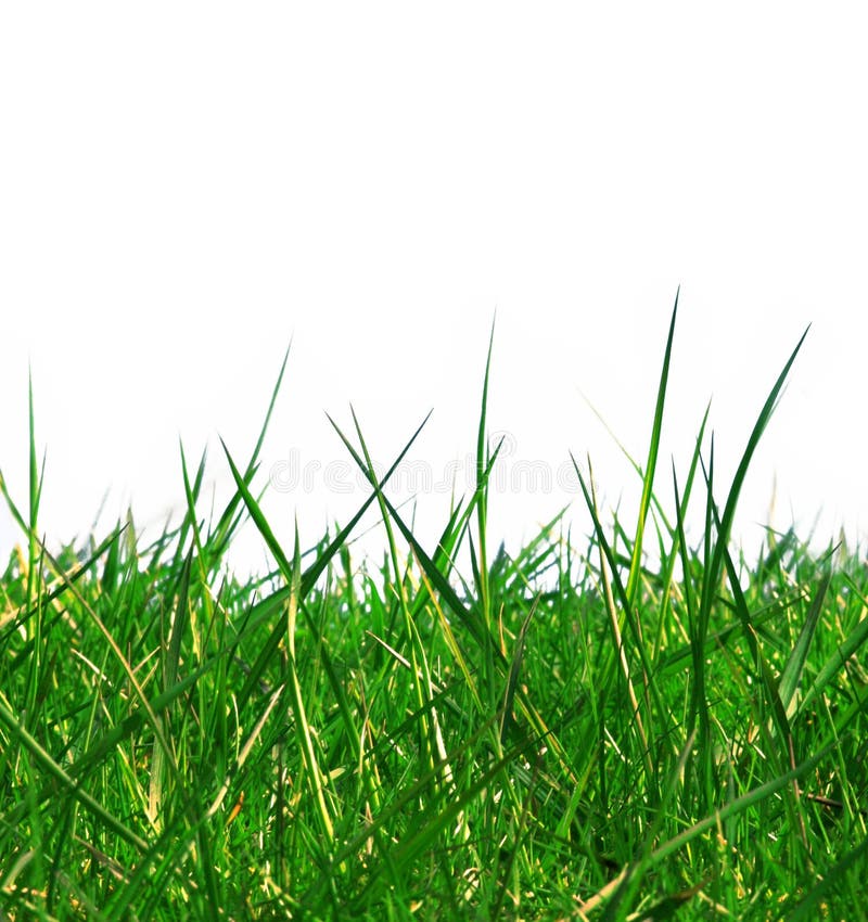 Herbe verte d'isolement photo stock. Image du pelouse, blanc - 403678