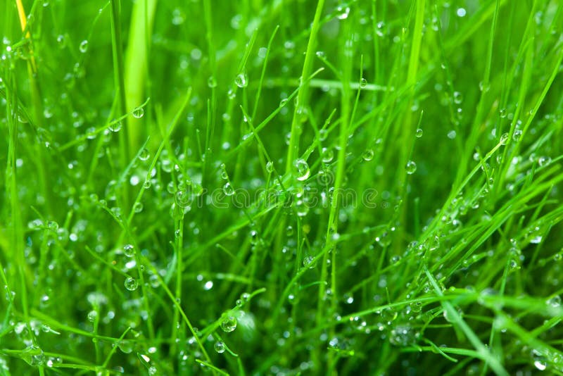 Herbe verte humide image stock. Image du macro, brillamment - 44022563