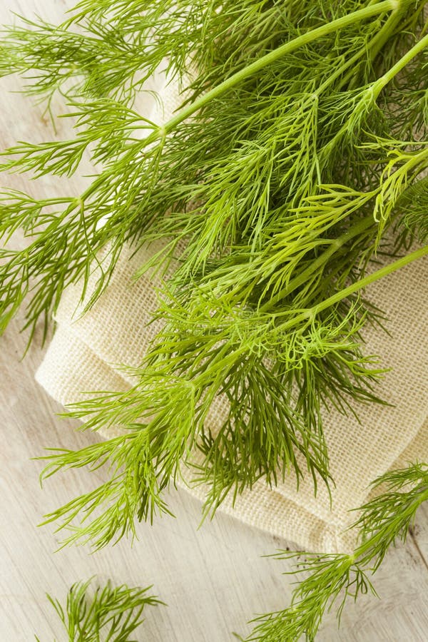 Herbe D'aneth Sur Le Fond Blanc Photo stock - Image du verdure, herbacé ...