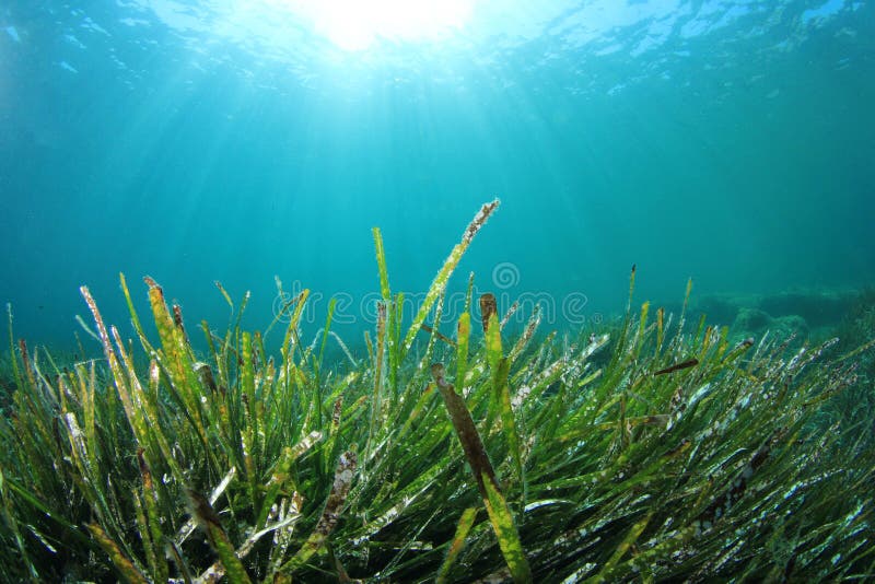 Herbe Verte Sous-marine En Mer Photo stock - Image du rayon, centrale ...