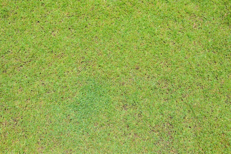 Herbe Verte Sur Le Fond Au Sol De Texture Image stock - Image du aérien ...