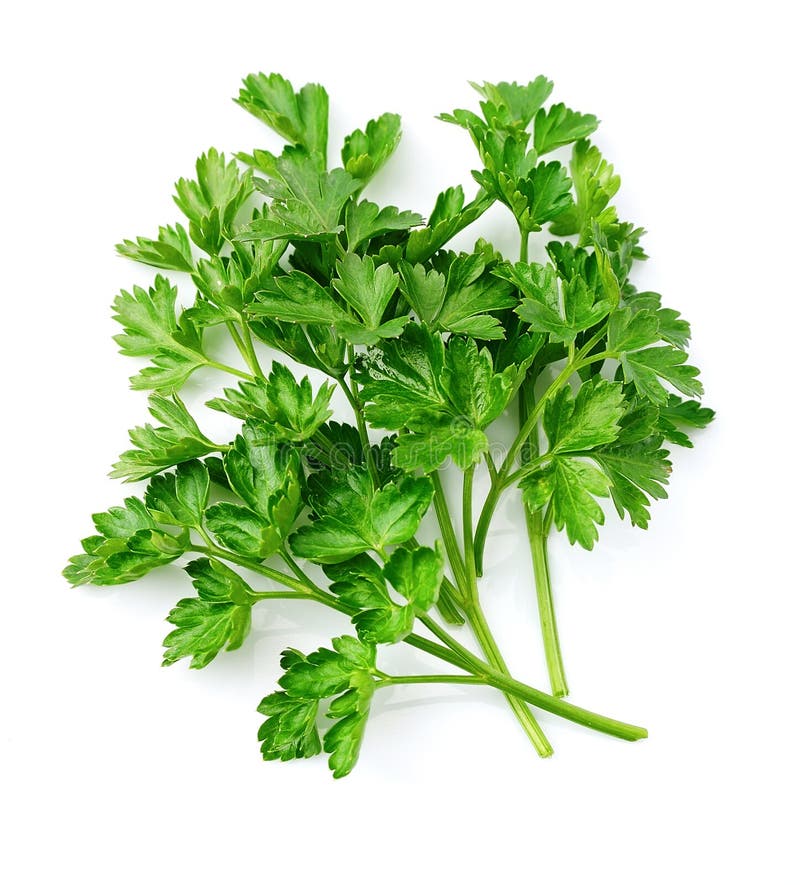 Herbes de persil image stock. Image du médecine, végétariens - 67864139