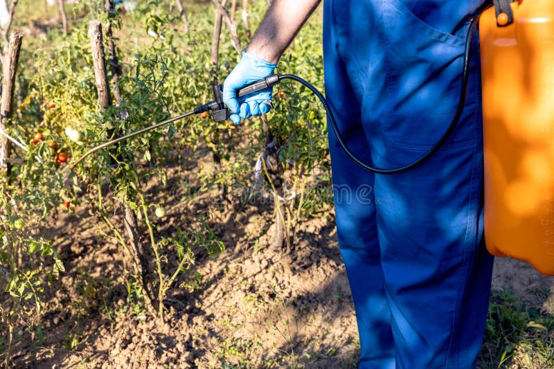 Weed Killer Herbicide Glyphosate Spraying. Non-organic Vegetables ...