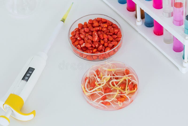 Herbicide-treated Corn Seeds in a Petri Dish and Sprouted Seeds on a ...