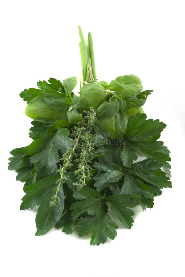 Herbs stock photo. Image of leaves, nutrition, herb, medicine - 4373872
