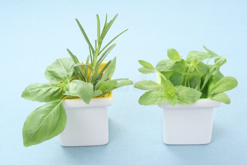 Three Herbs stock photo. Image of herbaceous, green, nature - 2564578