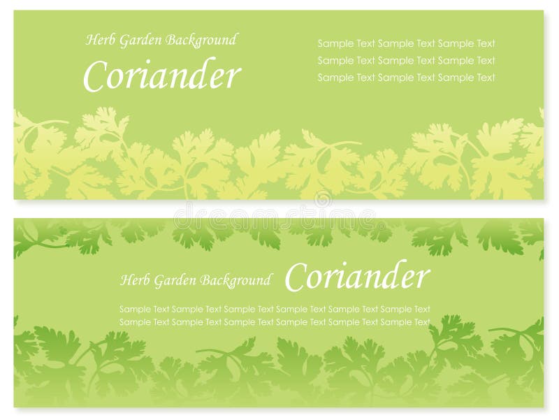 Set of Seamless Vector Background Illustrations with Coriander ...