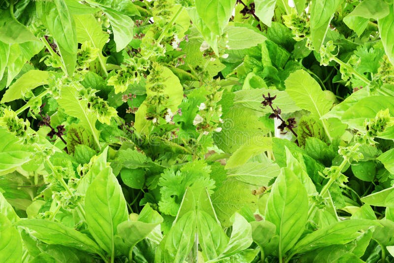 Herbs Background Texture Design Stock Photo - Image of holy, basilicum ...