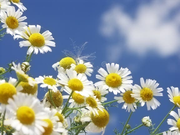 Herbs camomile stock photo. Image of florescence, macro - 7701580