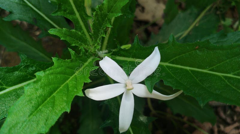 Kitolod Flower & X28;laurentia Longiflora& X29; Stock Image - Image of ...
