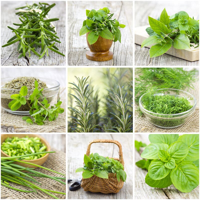 Herbs collection - collage stock image. Image of chive - 41576865
