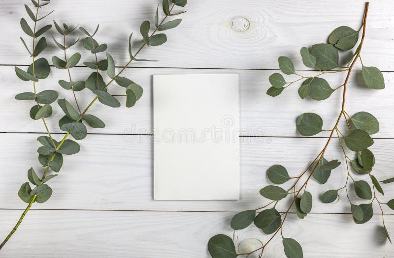 Herbs Composition. Branches of Eucalyptus Leaves , Paper Blank on Gray ...