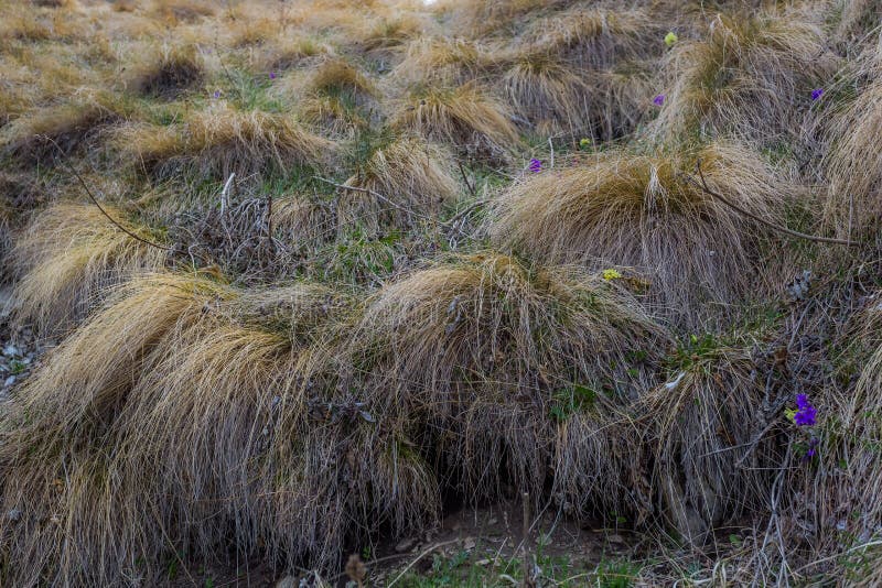 Herbs and Flowers in the Mountains Stock Photo - Image of outdoor ...