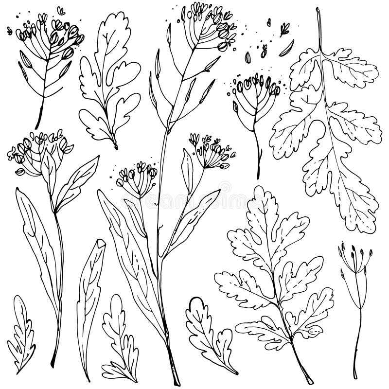 Herbs and Flowers Vector Line Drawing. Illustration Stock Vector ...