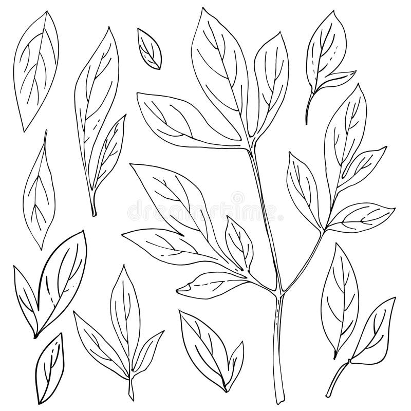 Herbs and Flowers Vector Line Drawing. Illustration Stock Vector ...