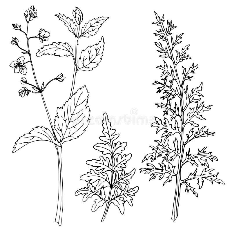 Herbs and Flowers Vector Line Drawing. Illustration Stock Vector ...
