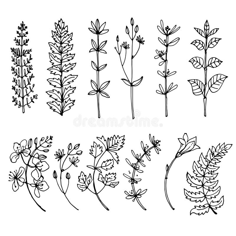 Herbs and Flowers Vector Line Drawing. Illustration Stock Vector ...