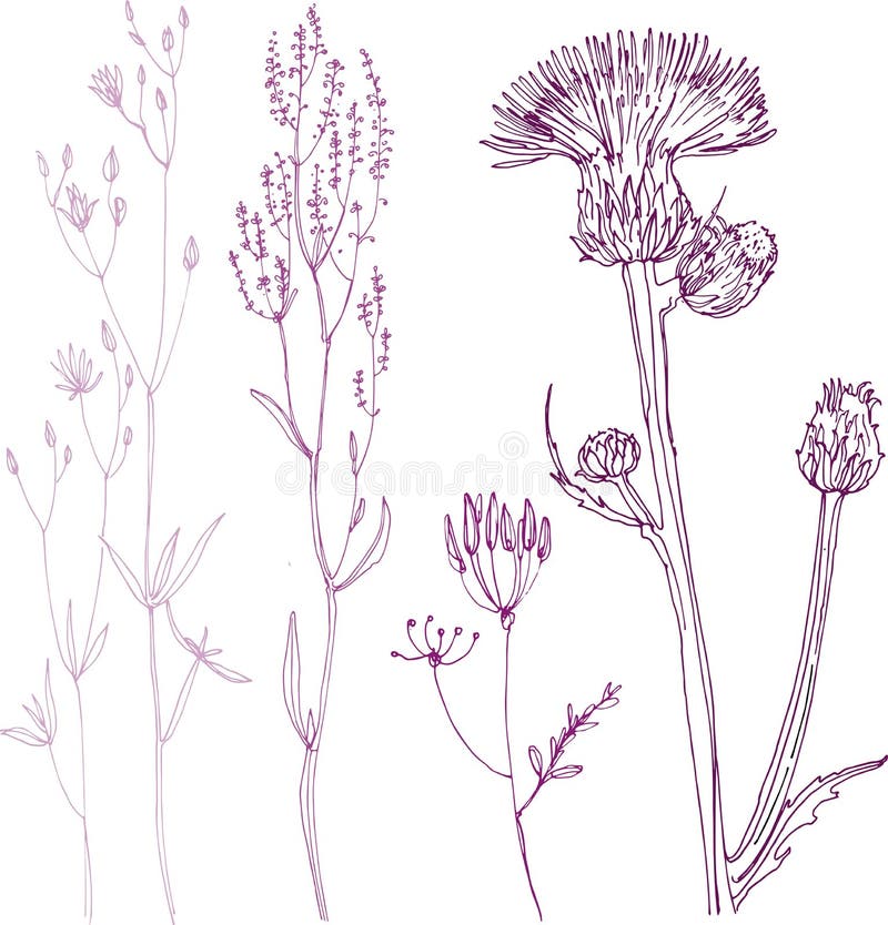 Herbs and Flowers Vector Line Drawing. Illustration Stock Vector ...