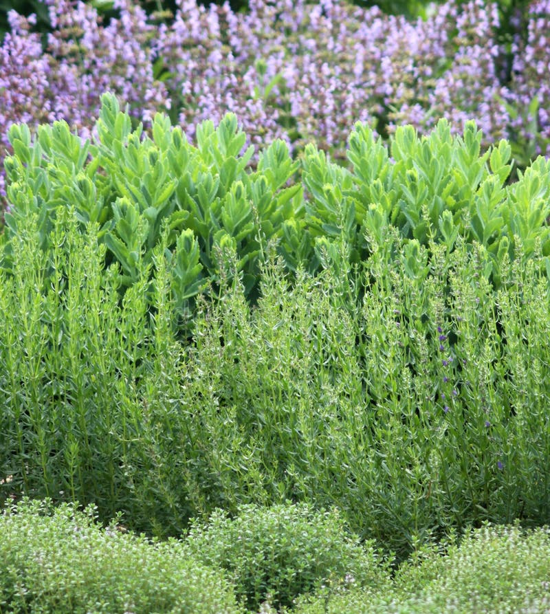 Herbs and Aromatic Plants Spiral Garden Bed Stock Image - Image of ...