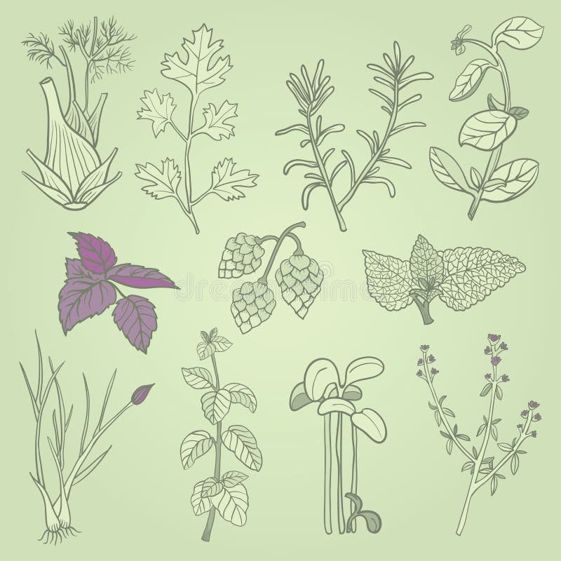 Herbs hand drawn stock vector. Illustration of medicine - 29358710