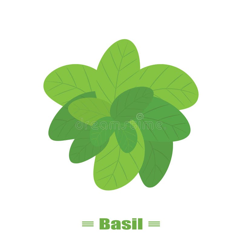 Herbs Illustration with Cute Basil Stock Vector - Illustration of ...