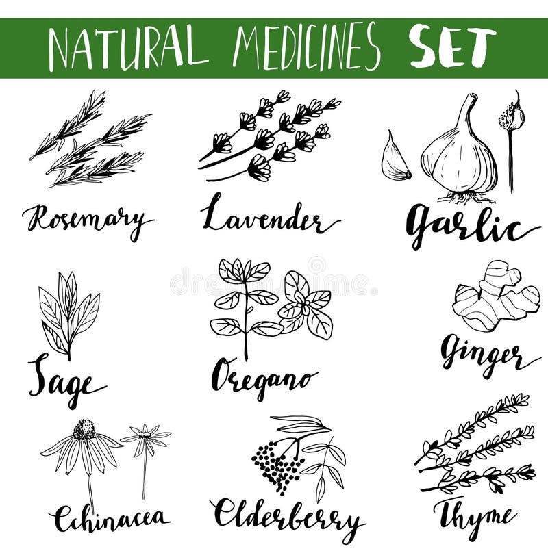 Herbs and Medicinal Plants Collection. Vector Hand Drawn Isolated ...