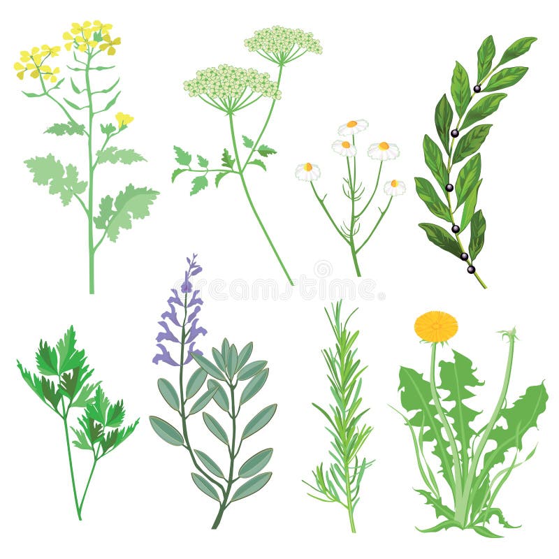 Herbs Medicinal Plants and Weeds Stock Vector - Illustration of garden ...