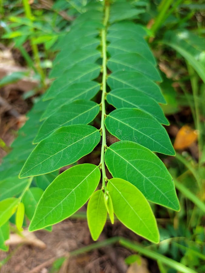 Herbs Moringa leaves stock image. Image of tree, leaves - 263592135
