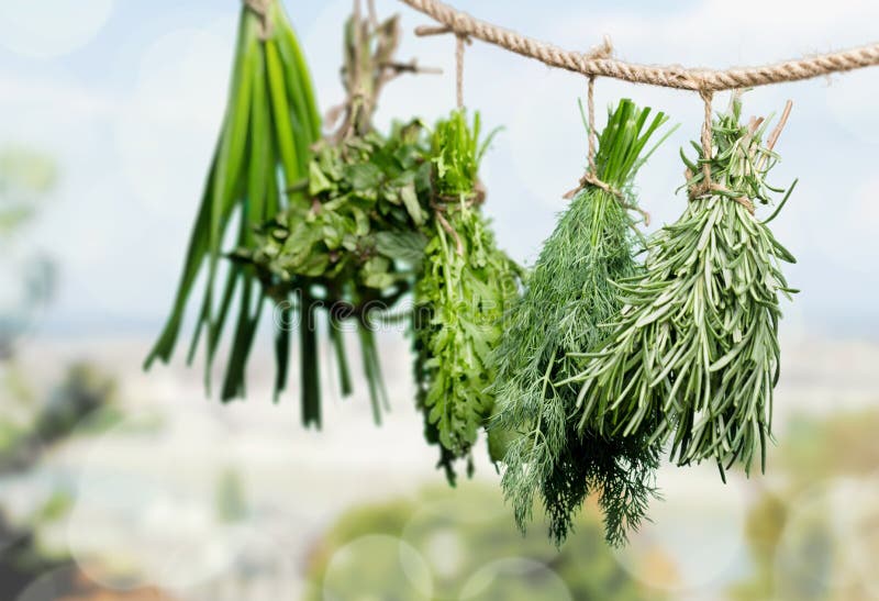 Herbs stock photo. Image of string, healthy, collection - 62042852