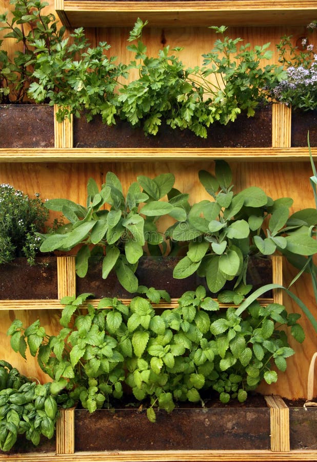 Herbs plants stock image. Image of kitchen, green, health - 20168049